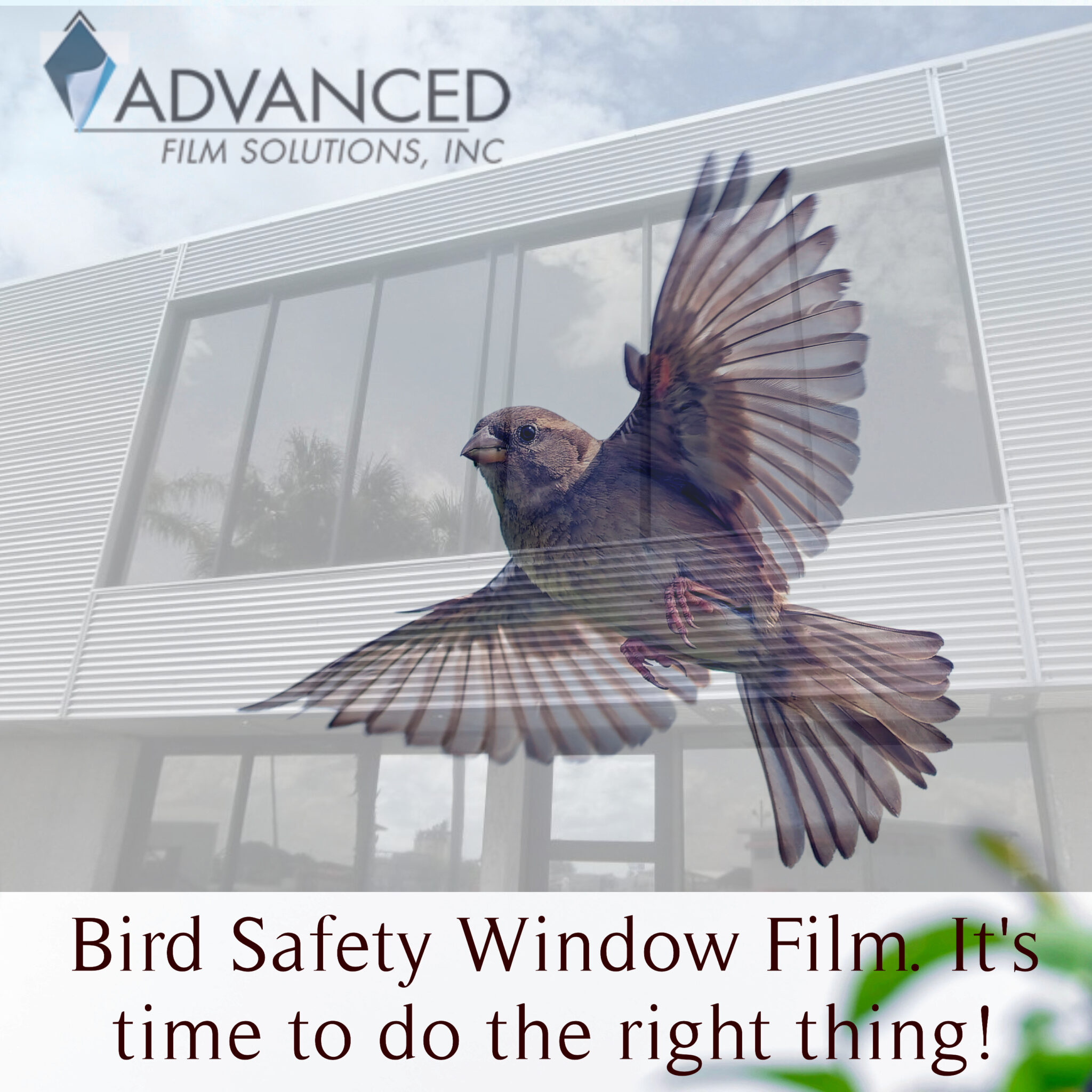 Bird Friendly Window Film For Florida Buildings - Advanced Film Solutions