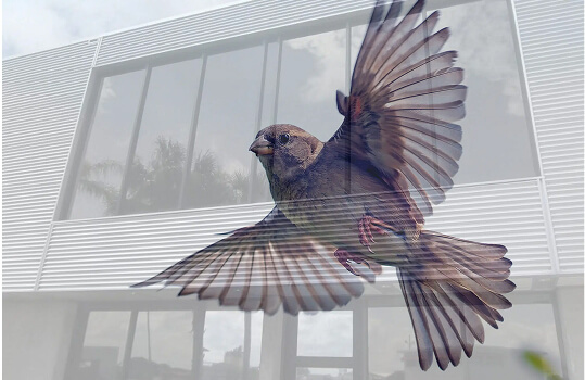 Is Your Building Bird Friendly? Why Your Commercial Property Needs Bird ...